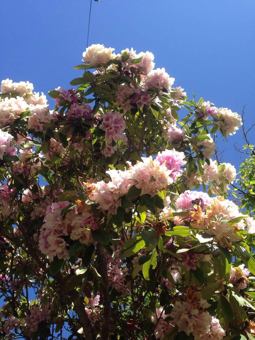 #TOAFtakeover: Freya Powell | Canvas: A Blog By Saatchi Art